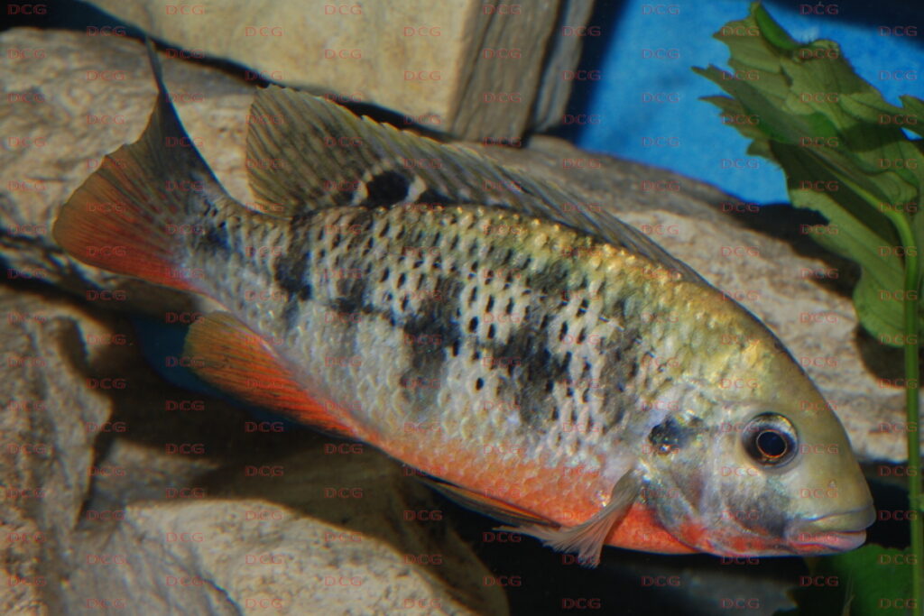 DCG | Cichliden von A-Z | Coptodon GERVAIS, 1853