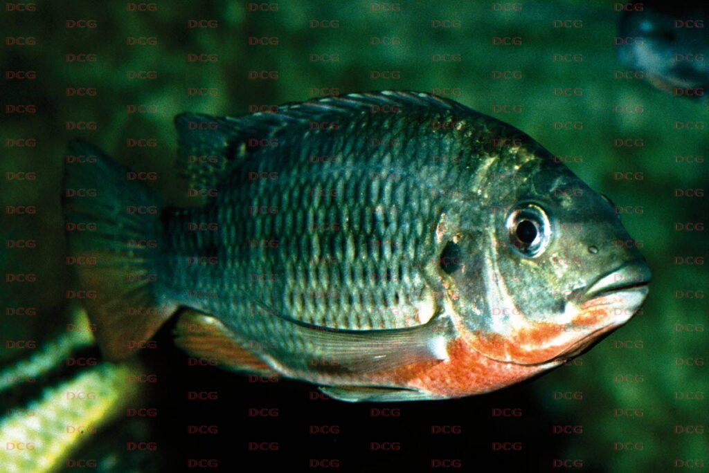 DCG | Cichliden von A-Z | Coptodon, BOULENGER, 1897